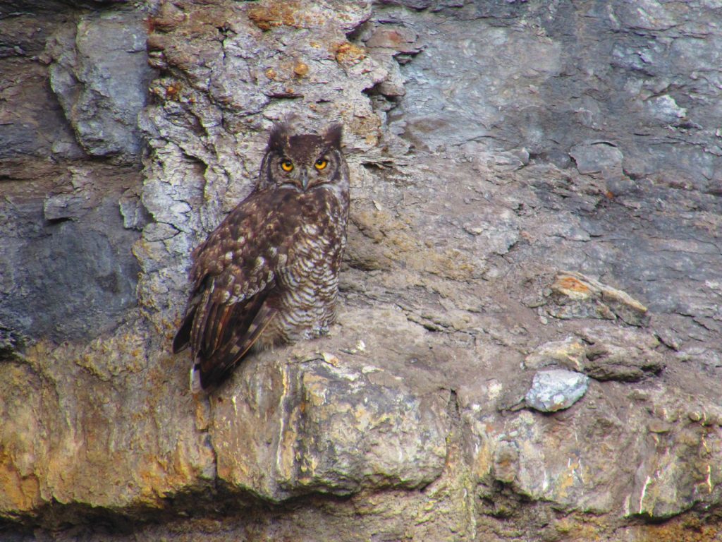 Información General – Almorzadero